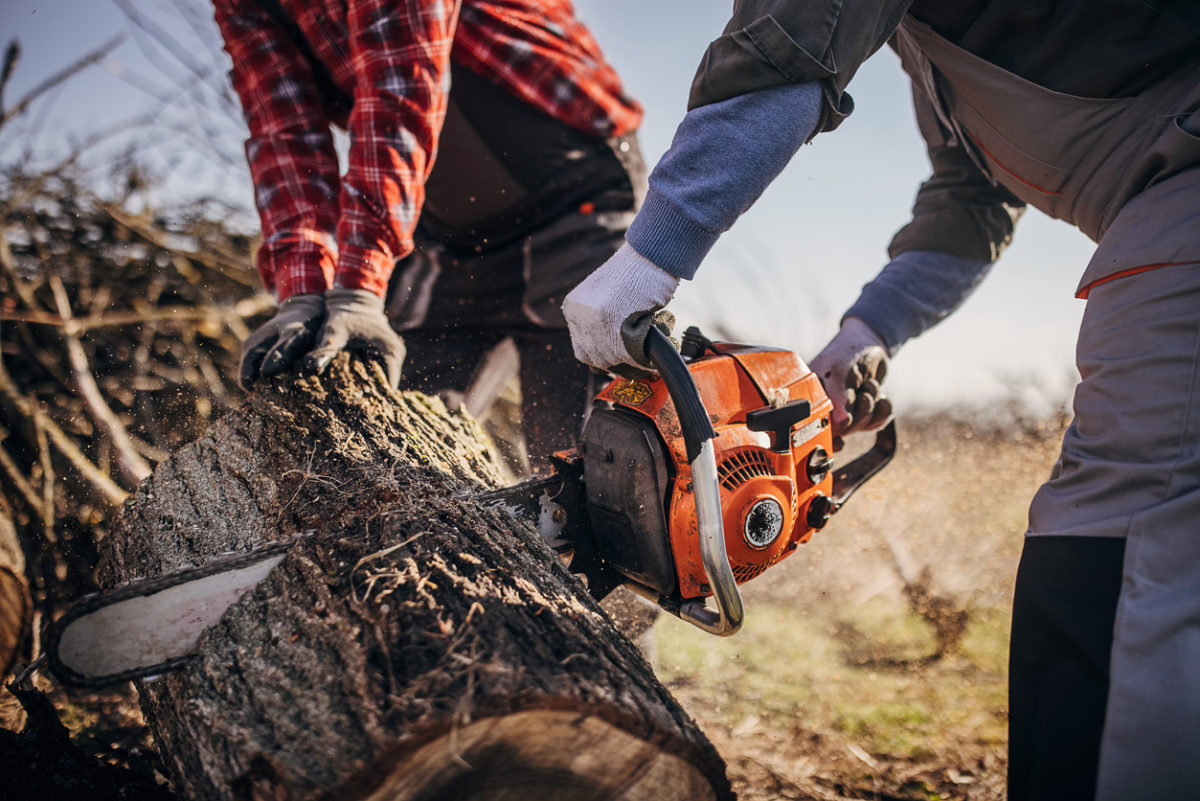 How To Shop for Chainsaws: A Chainsaw Buying Guide